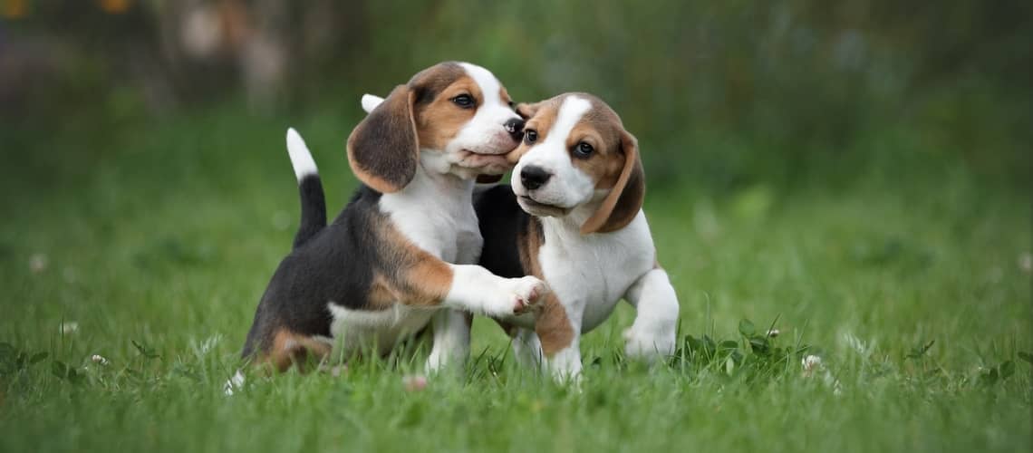 Ako rozoznať psa od fenky? | Animals.sk