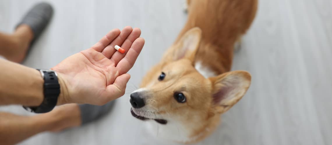 Čo je dobré pre psa na kĺby? | Animals.sk