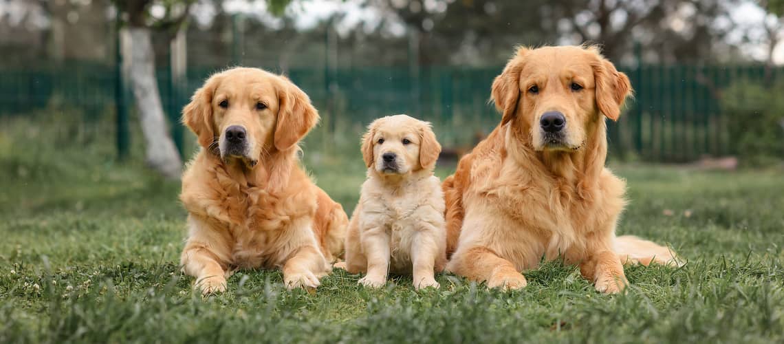 Dokedy pes rastie? | Animals.sk